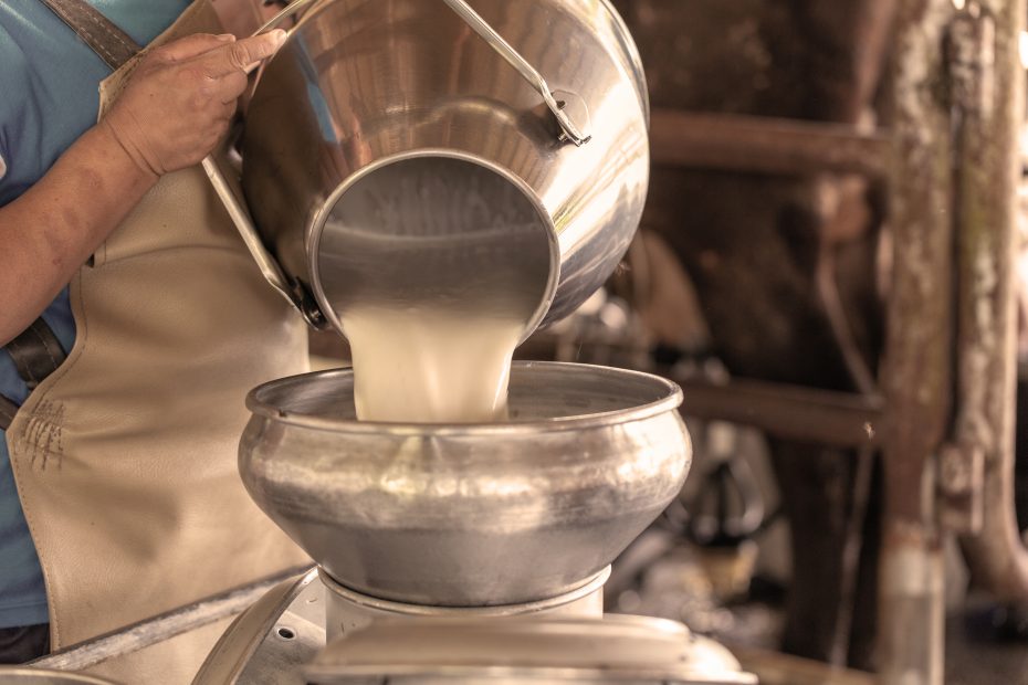 100 % Pure Cow Milk Delivery in Mumbai & Nashik