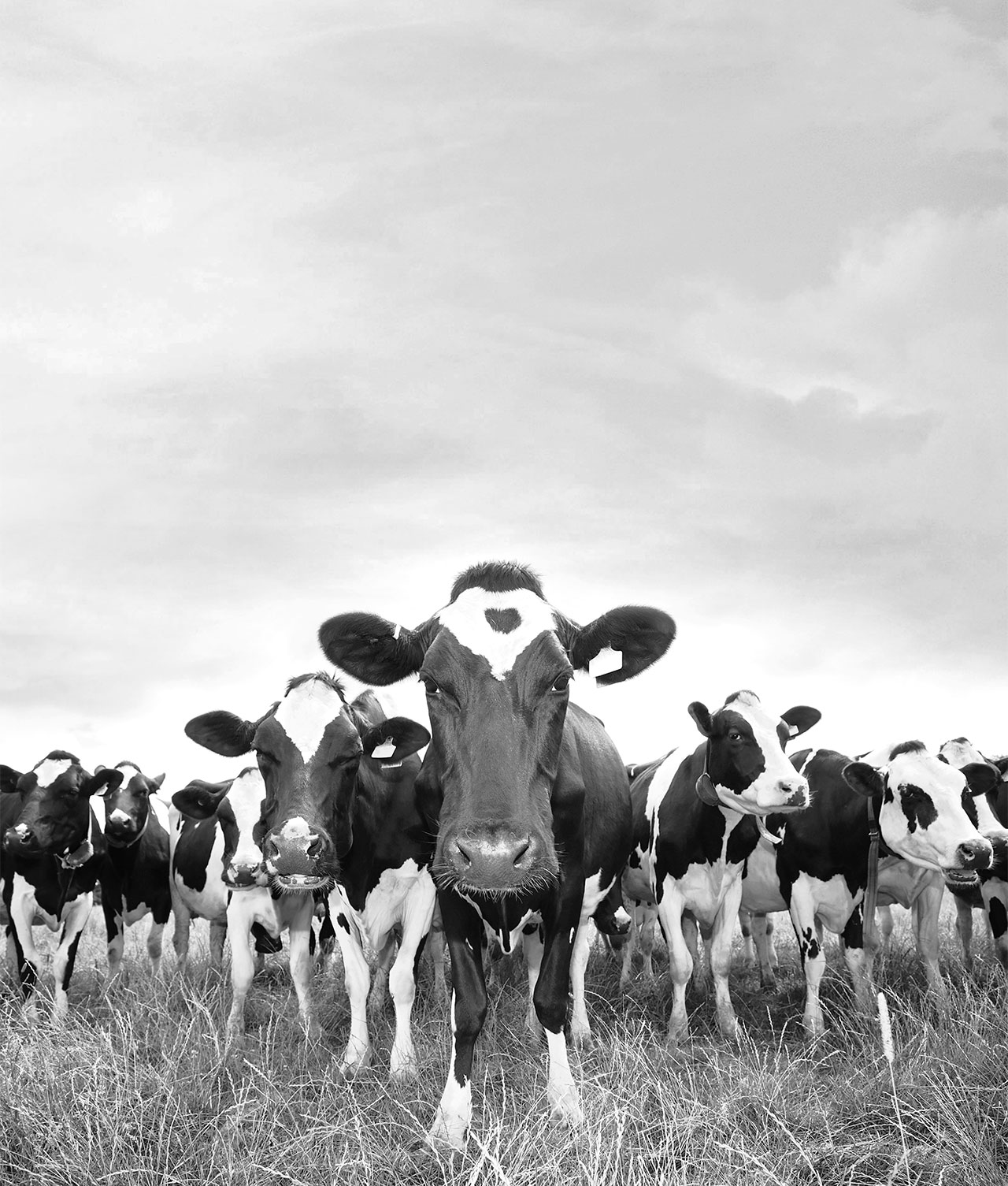 100 % Pure Cow Milk Delivery in Mumbai & Nashik